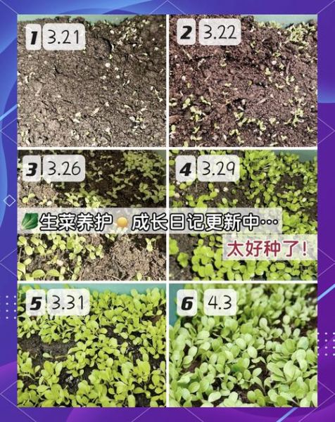 生菜怎么种_生菜种植时间和方法-第1张图片-山城妙识 生菜怎么种_生菜种植时间和方法-第1张图片-山城妙识