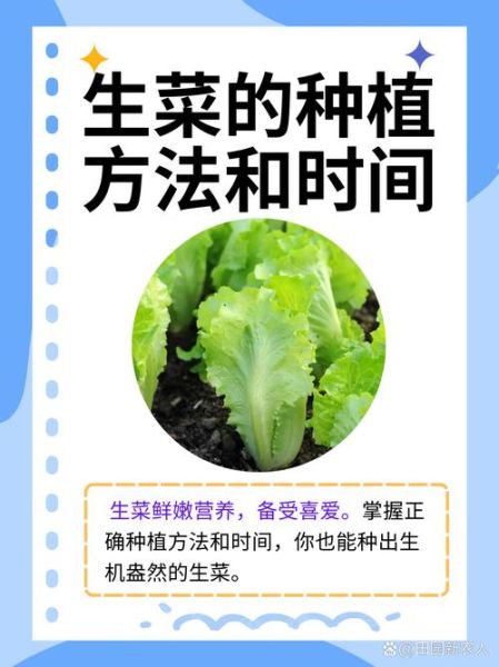 生菜怎么种_生菜种植时间和方法-第3张图片-山城妙识 生菜怎么种_生菜种植时间和方法-第3张图片-山城妙识