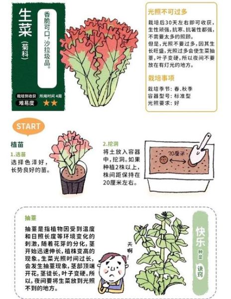 生菜怎么种_生菜种植时间和方法-第2张图片-山城妙识 生菜怎么种_生菜种植时间和方法-第2张图片-山城妙识