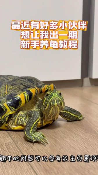 5元小乌龟怎么养_新手零死亡饲养技巧-第2张图片-山城妙识 5元小乌龟怎么养_新手零死亡饲养技巧-第2张图片-山城妙识