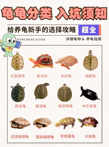 5元小乌龟怎么养_新手零死亡饲养技巧-第3张图片-山城妙识 5元小乌龟怎么养_新手零死亡饲养技巧-第3张图片-山城妙识