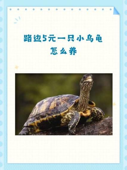 5元小乌龟怎么养_新手零死亡饲养技巧-第1张图片-山城妙识 5元小乌龟怎么养_新手零死亡饲养技巧-第1张图片-山城妙识