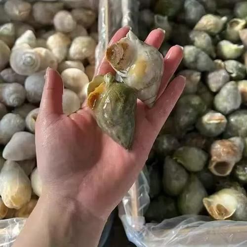 冻海螺肉怎么做好吃_冻海螺肉去腥技巧-第1张图片-山城妙识