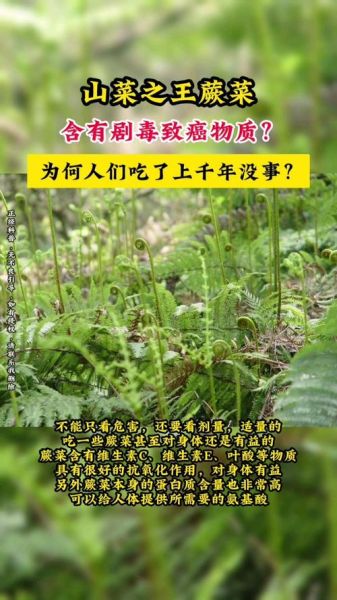 野蕨菜致癌是真的吗_野蕨菜怎么吃才安全-第1张图片-山城妙识