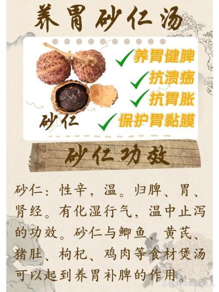 砂仁的功效与作用_砂仁主治什么病-第1张图片-山城妙识