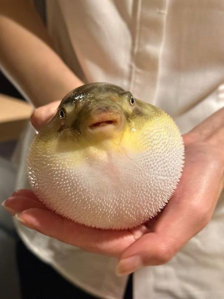 河豚鱼怎么吃最安全_河豚鱼正确吃法-第3张图片-山城妙识