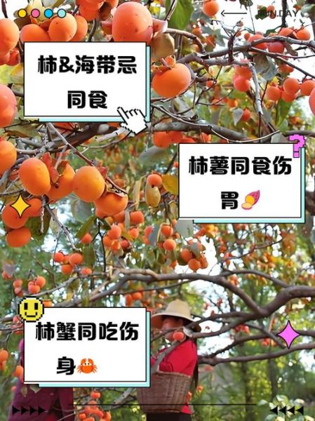 柿子不能和什么同吃_柿子与哪些食物相克-第1张图片-山城妙识
