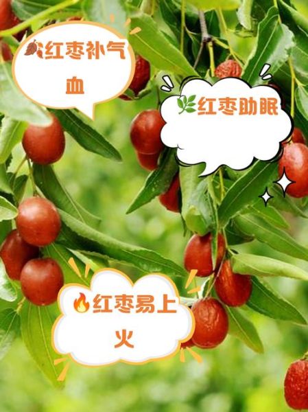 大枣的功效与作用及禁忌_大枣吃多了会上火吗-第3张图片-山城妙识 大枣的功效与作用及禁忌_大枣吃多了会上火吗-第3张图片-山城妙识