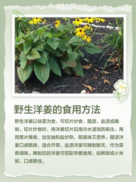 洋姜全株图片长什么样_如何辨认洋姜植株-第1张图片-山城妙识
