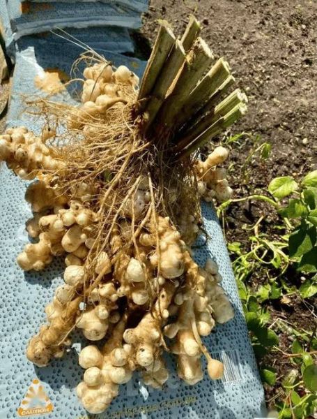 洋姜全株图片长什么样_如何辨认洋姜植株-第2张图片-山城妙识