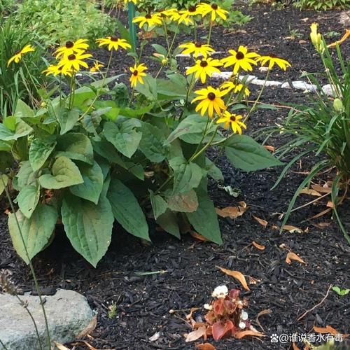 洋姜全株图片长什么样_如何辨认洋姜植株-第3张图片-山城妙识