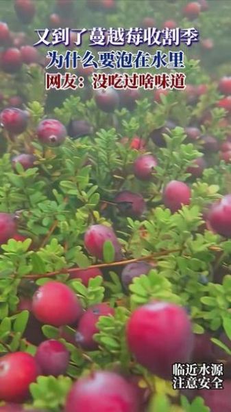 吃了蔓越莓后感觉下面水多了_蔓越莓会促进分泌物吗-第1张图片-山城妙识 吃了蔓越莓后感觉下面水多了_蔓越莓会促进分泌物吗-第1张图片-山城妙识