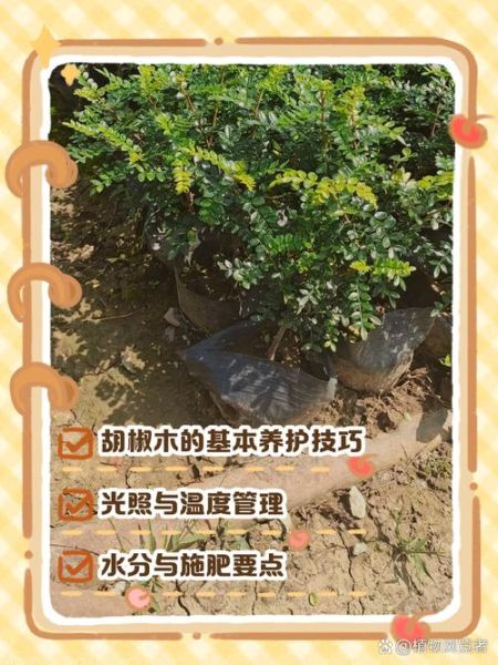 胡椒木怎么养_胡椒木养殖注意事项-第2张图片-山城妙识 胡椒木怎么养_胡椒木养殖注意事项-第2张图片-山城妙识