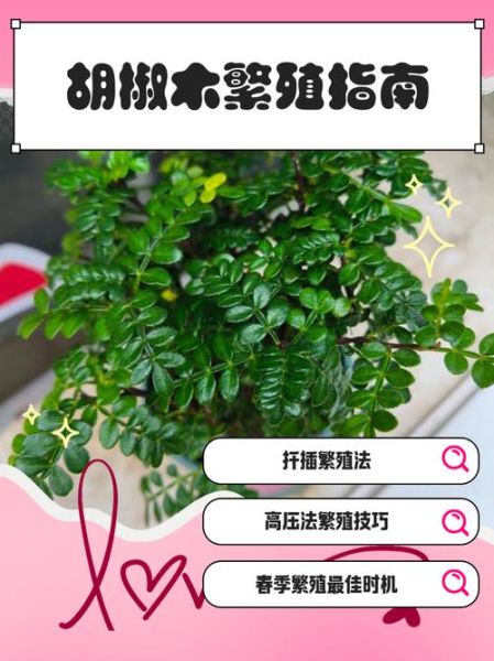 胡椒木怎么养_胡椒木养殖注意事项-第1张图片-山城妙识 胡椒木怎么养_胡椒木养殖注意事项-第1张图片-山城妙识