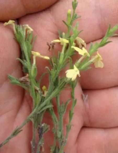 独脚金长什么样_独脚金图片怎么辨别真假-第2张图片-山城妙识