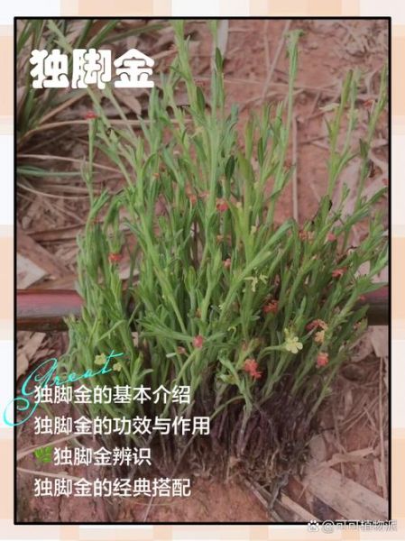 独脚金长什么样_独脚金图片怎么辨别真假-第1张图片-山城妙识