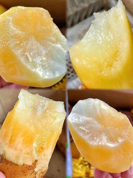 天山雪莲果可以生吃吗_生吃天山雪莲果的正确方法-第3张图片-山城妙识 天山雪莲果可以生吃吗_生吃天山雪莲果的正确方法-第3张图片-山城妙识