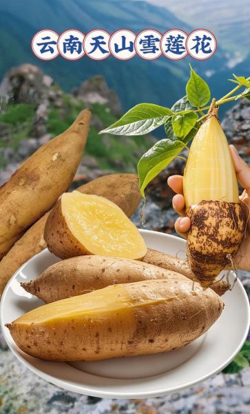 天山雪莲果可以生吃吗_生吃天山雪莲果的正确方法-第2张图片-山城妙识 天山雪莲果可以生吃吗_生吃天山雪莲果的正确方法-第2张图片-山城妙识