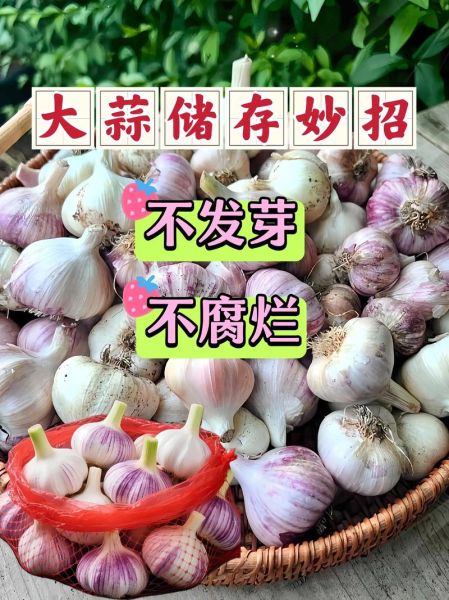 大蒜怎么保存不发芽_大蒜的功效与作用有哪些-第3张图片-山城妙识