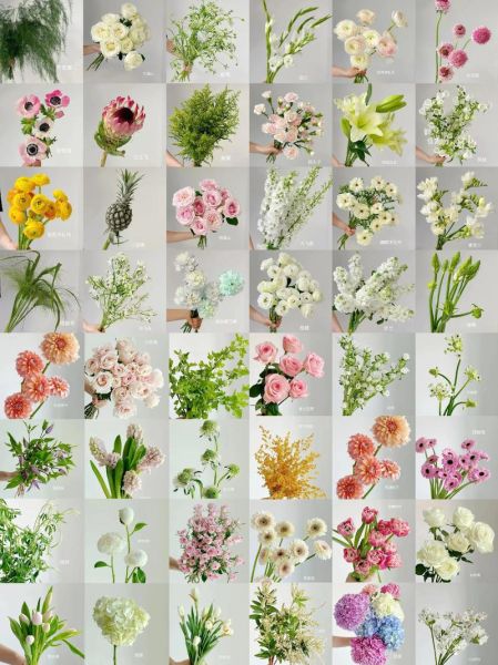 花图片大全鲜花真实_如何识别常见鲜花品种-第1张图片-山城妙识