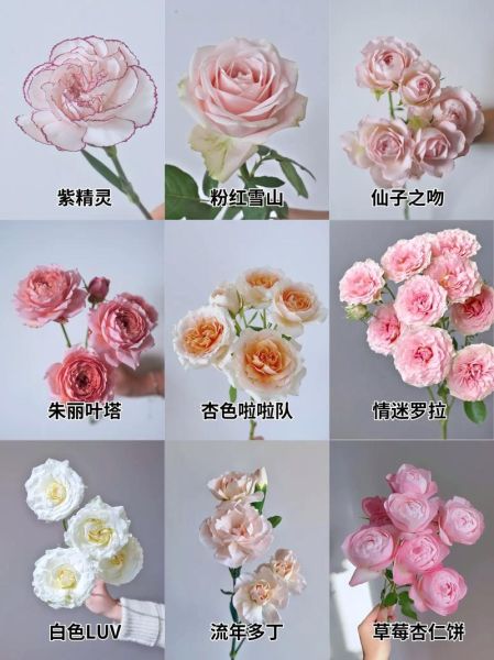 花图片大全鲜花真实_如何识别常见鲜花品种-第2张图片-山城妙识