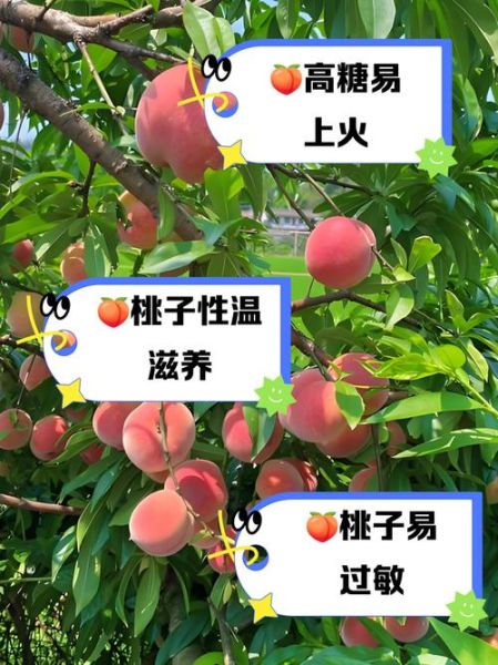 桃子是热性还是凉性_吃桃子会上火吗-第2张图片-山城妙识
