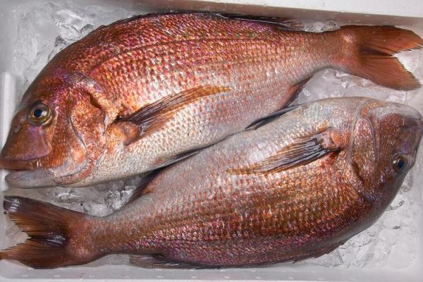 红友鱼是什么鱼_红友鱼多少钱一斤-第2张图片-山城妙识
