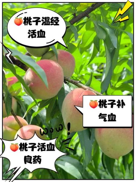 桃子是热性还是凉性_吃桃子会上火吗-第3张图片-山城妙识