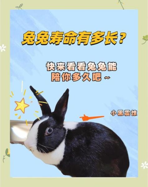 兔子为什么不能养三年_兔子寿命有多长-第1张图片-山城妙识 兔子为什么不能养三年_兔子寿命有多长-第1张图片-山城妙识