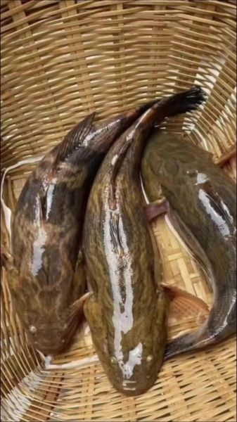 笋壳鱼是什么鱼_笋壳鱼产地在哪里-第3张图片-山城妙识