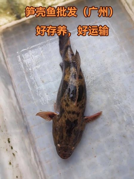 笋壳鱼是什么鱼_笋壳鱼产地在哪里-第1张图片-山城妙识