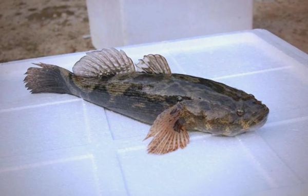 笋壳鱼是什么鱼_笋壳鱼产地在哪里-第2张图片-山城妙识