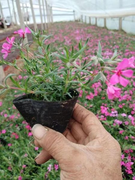 福禄考什么时候播种_福禄考耐寒多少度-第3张图片-山城妙识 福禄考什么时候播种_福禄考耐寒多少度-第3张图片-山城妙识