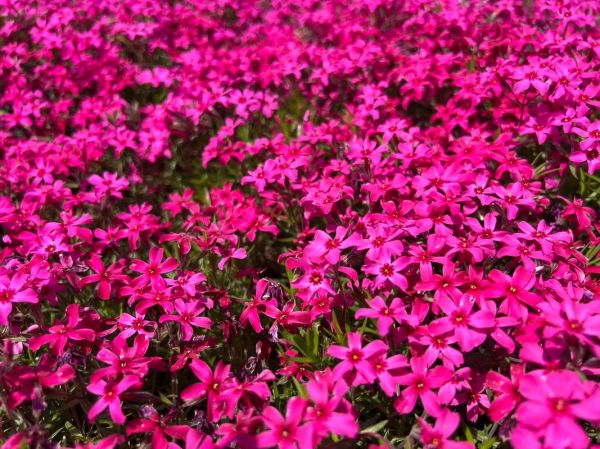 福禄考什么时候播种_福禄考耐寒多少度-第1张图片-山城妙识 福禄考什么时候播种_福禄考耐寒多少度-第1张图片-山城妙识