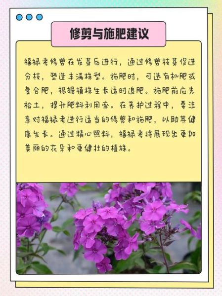 福禄考什么时候播种_福禄考耐寒多少度-第2张图片-山城妙识 福禄考什么时候播种_福禄考耐寒多少度-第2张图片-山城妙识