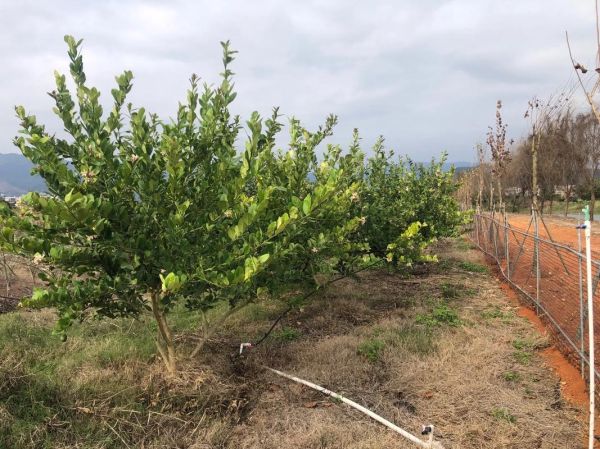 柠檬树怎么种植_柠檬树几年结果-第2张图片-山城妙识 柠檬树怎么种植_柠檬树几年结果-第2张图片-山城妙识