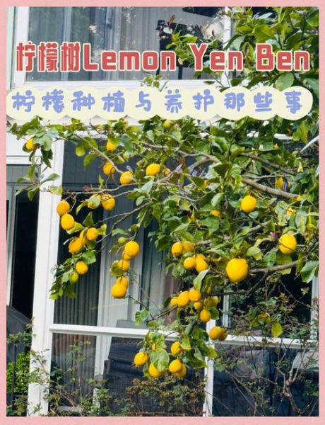 柠檬树怎么种植_柠檬树几年结果-第3张图片-山城妙识 柠檬树怎么种植_柠檬树几年结果-第3张图片-山城妙识