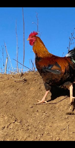 大骨鸡怎么做好吃_大骨鸡产地在哪里-第1张图片-山城妙识