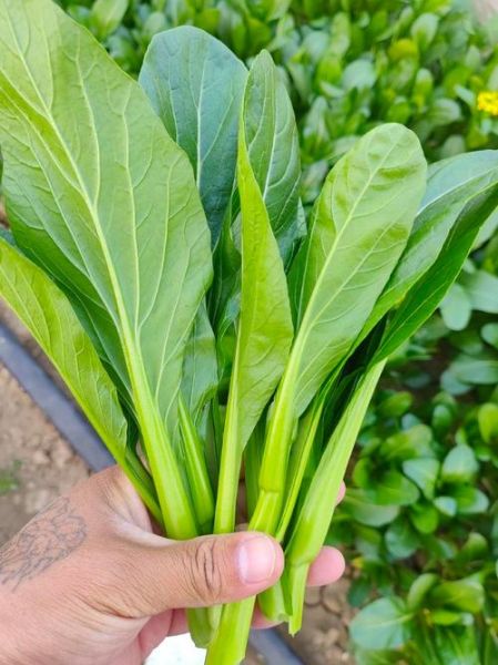 广东菜心是什么菜_广东菜心俗称叫什么-第2张图片-山城妙识 广东菜心是什么菜_广东菜心俗称叫什么-第2张图片-山城妙识