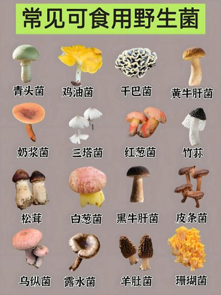 草地上能吃的蘑菇有哪些_如何分辨可食用品种-第2张图片-山城妙识