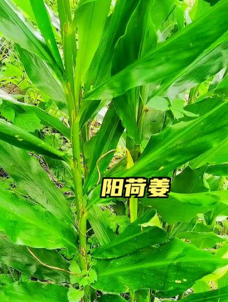 阳荷姜图片大全_阳荷姜和洋姜一样吗-第2张图片-山城妙识