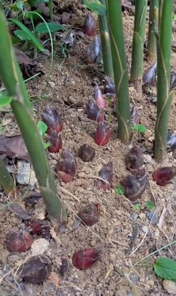 阳荷姜图片大全_阳荷姜和洋姜一样吗-第3张图片-山城妙识