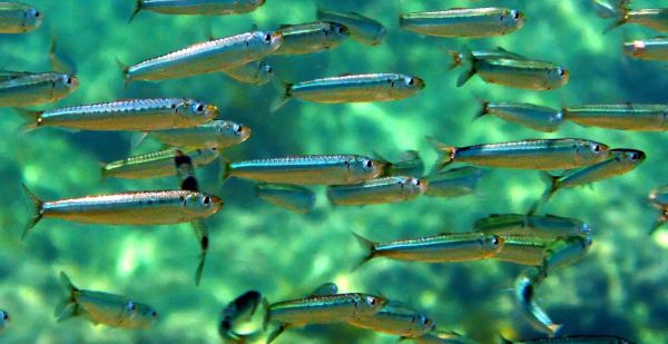 沙丁鱼是什么鱼_沙丁鱼的营养价值-第3张图片-山城妙识 沙丁鱼是什么鱼_沙丁鱼的营养价值-第3张图片-山城妙识