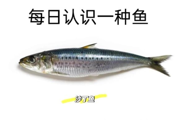 沙丁鱼是什么鱼_沙丁鱼的营养价值-第2张图片-山城妙识 沙丁鱼是什么鱼_沙丁鱼的营养价值-第2张图片-山城妙识