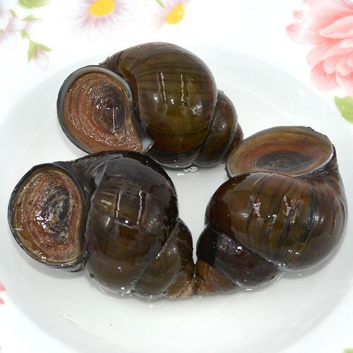 田螺养殖技术要点_如何提高田螺产量-第1张图片-山城妙识 田螺养殖技术要点_如何提高田螺产量-第1张图片-山城妙识