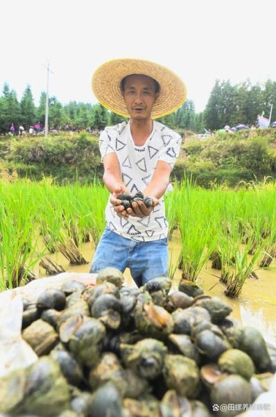 田螺养殖技术要点_如何提高田螺产量-第2张图片-山城妙识 田螺养殖技术要点_如何提高田螺产量-第2张图片-山城妙识