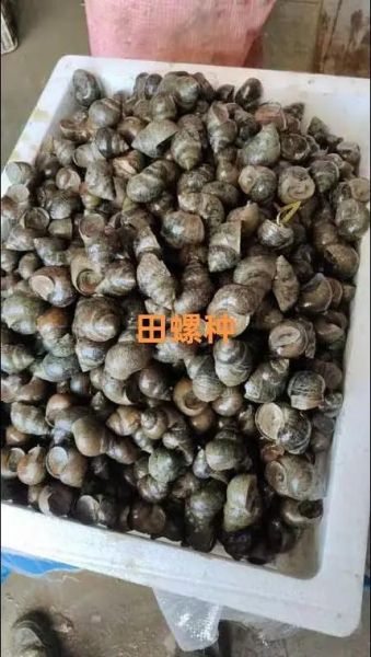 田螺养殖技术要点_如何提高田螺产量-第3张图片-山城妙识 田螺养殖技术要点_如何提高田螺产量-第3张图片-山城妙识