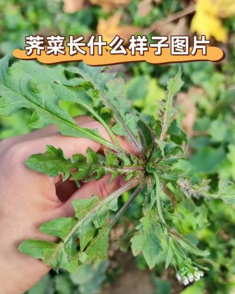 野生芥菜有几种_野生芥菜种类大全-第2张图片-山城妙识