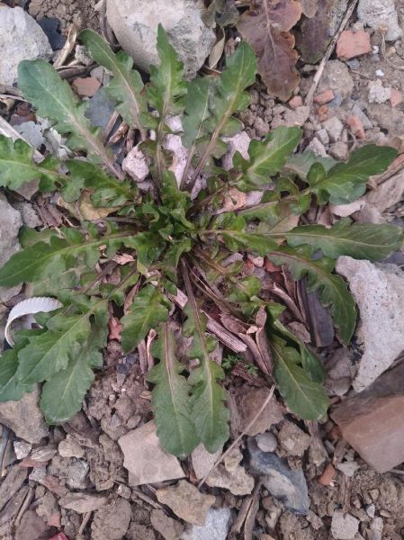 野生芥菜有几种_野生芥菜种类大全-第1张图片-山城妙识