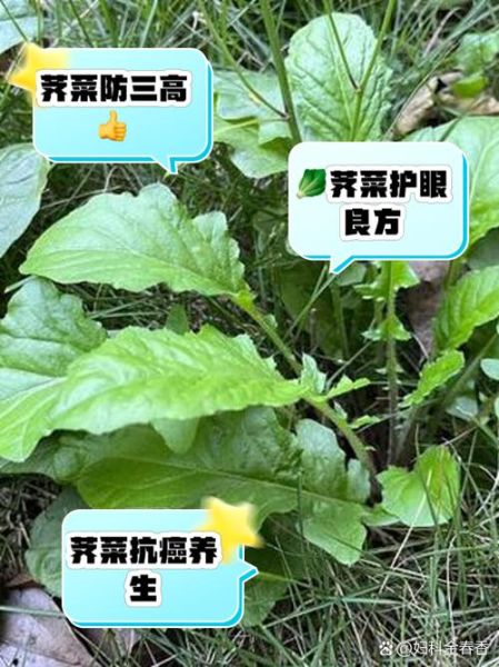 野生芥菜有几种_野生芥菜种类大全-第3张图片-山城妙识